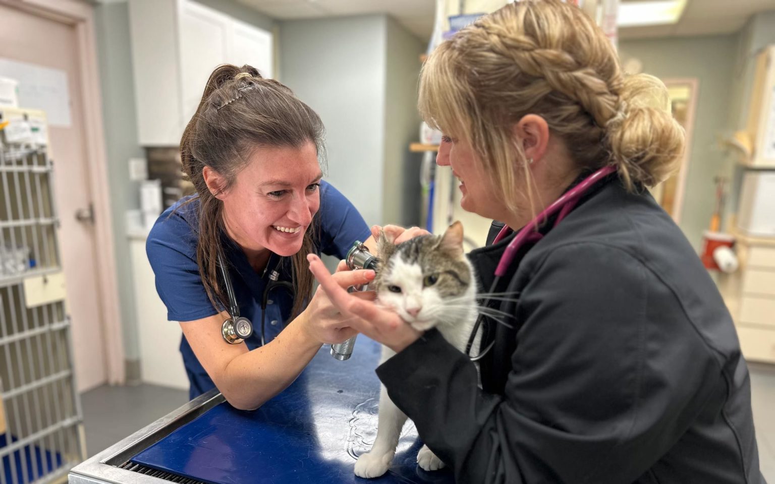 How to Value a Veterinary Practice | Blue River PetCare